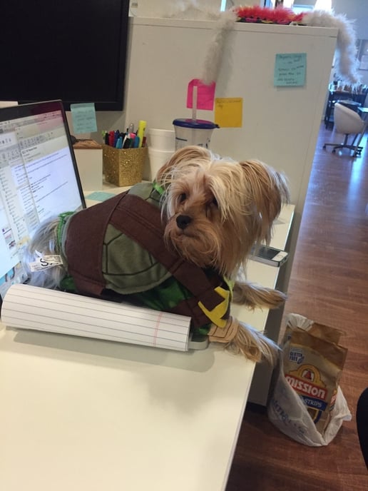 8 Reasons to bring your dog to work